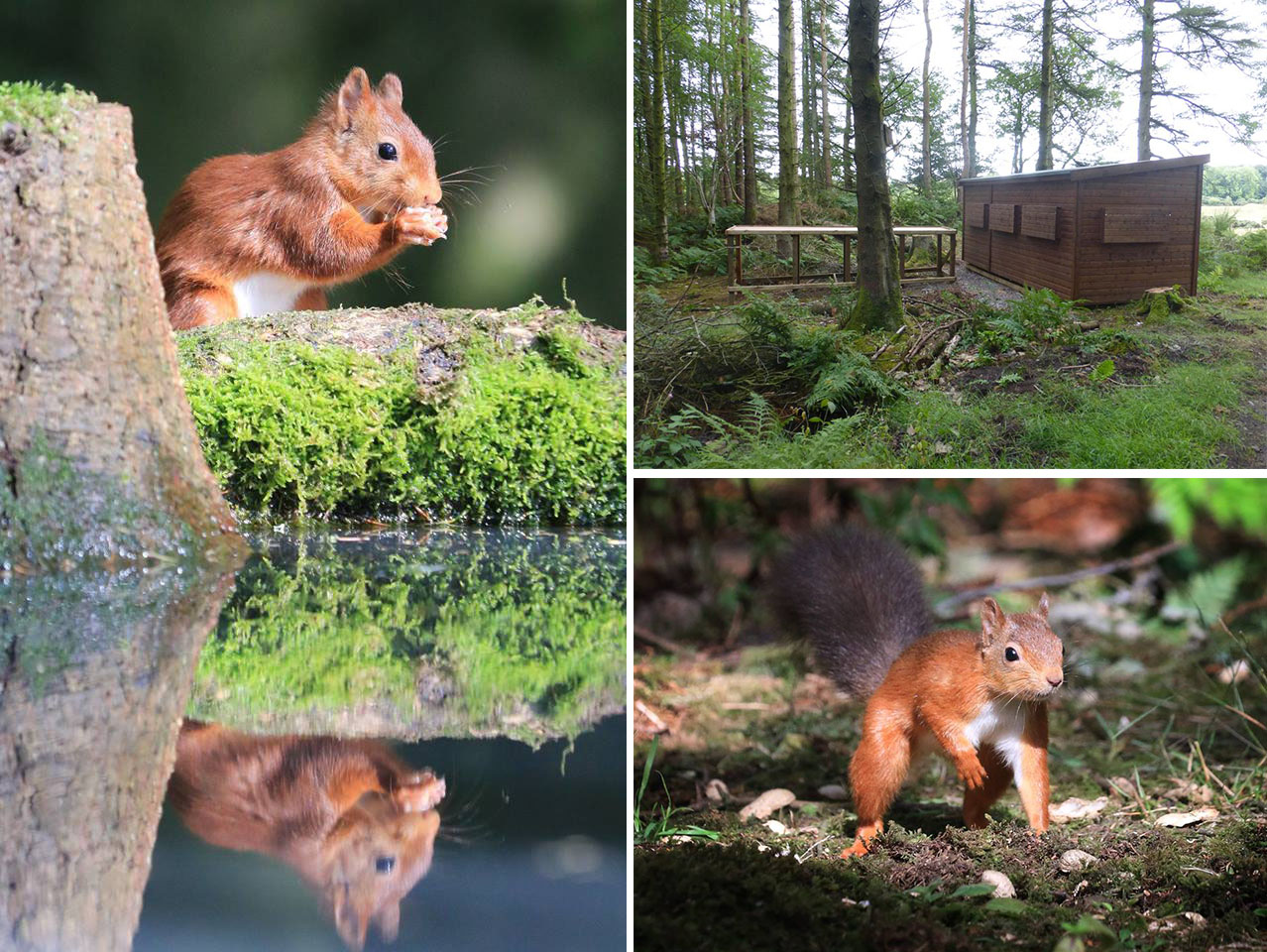 Award for a Red Squirrel Champion – Saving Scotland’s Red Squirrels