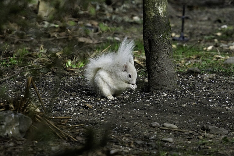 News: Rare white red squirrel spotted in Tayside – Saving Scotland's ...