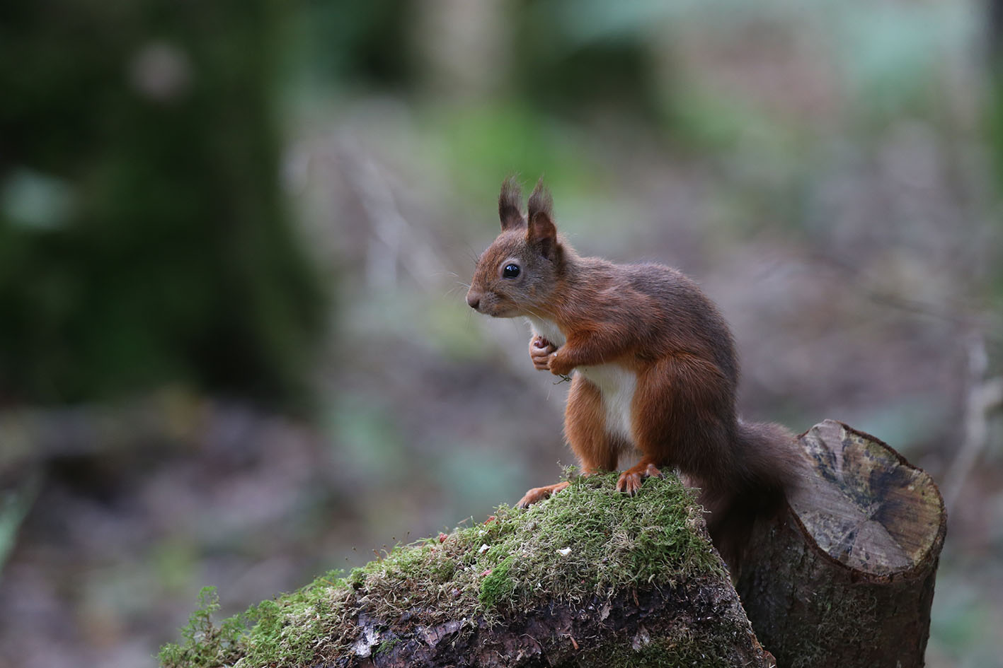 Cally Gardens Wildlife Hide is now open! – Saving Scotland's Red Squirrels
