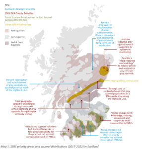 News: Report details red squirrel conservation successes, with key ...