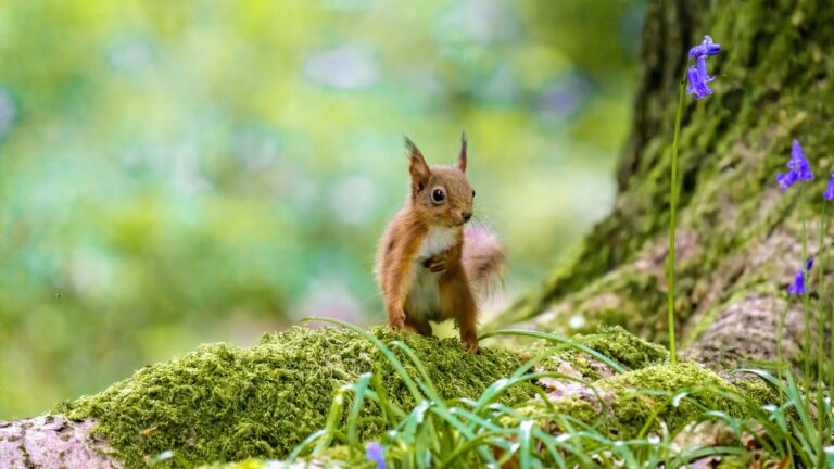 Seasonal Squirrels Part 1: Spring! – Saving Scotland's Red Squirrels