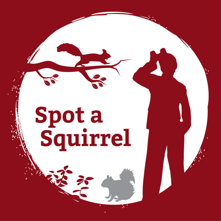 2024 Great Scottish Squirrel Survey – Saving Scotland's Red Squirrels 2024 Great Scottish Squirrel Survey – Saving Scotland's Red Squirrels