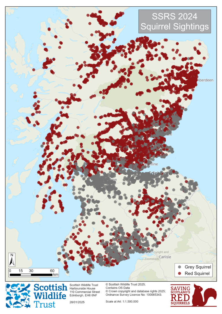 Squirrel Sightings – Your Questions Answered! – Saving Scotland's Red ...